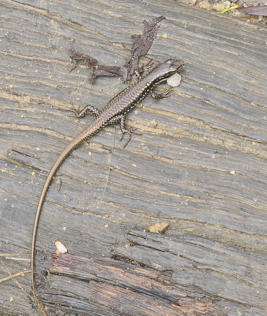 Yellow-bellied Water Skink from Wentworth Falls NSW 2782, Australia on ...