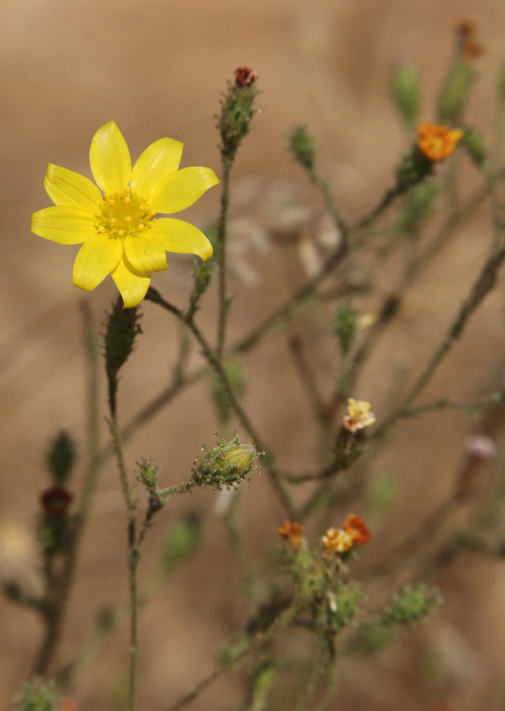 western lessingia (Benitoa occidentalis) - Botanical Realm