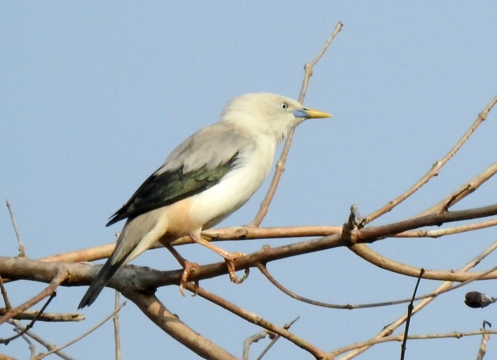 Andaman White-headed Starling from Chidiya Tapu Beach, Andaman and ...