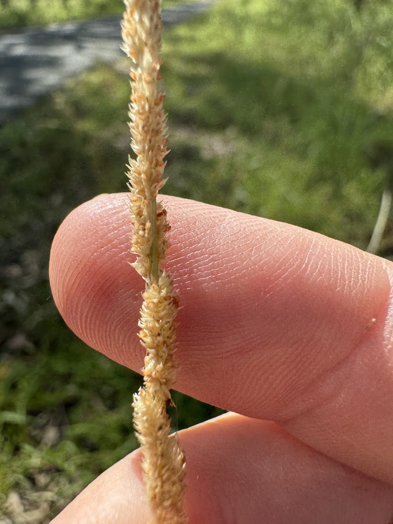 Slender Rat's Tail Grass from Warren Rd, Stanwell, QLD, AU on March 05 ...