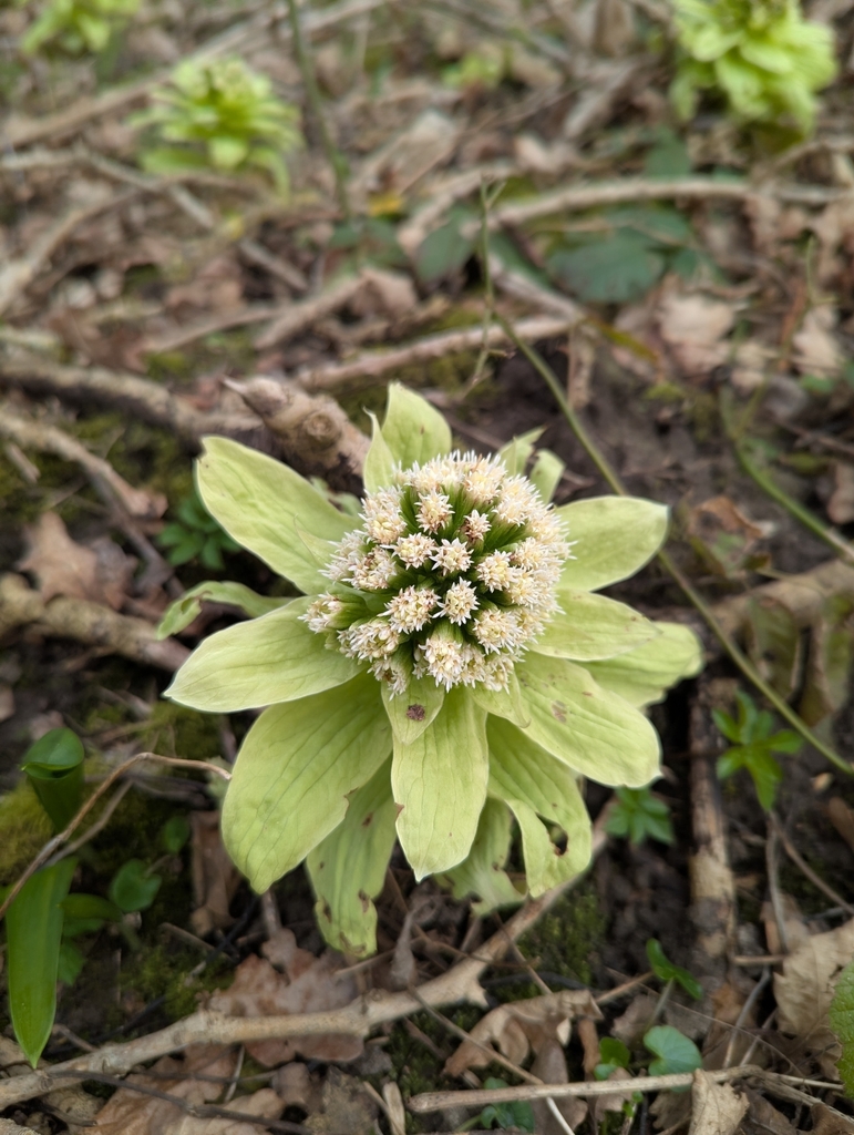Giant Butterbur from Harewood Saw Mills/Harrogate Rd, Leeds LS17 9LW ...