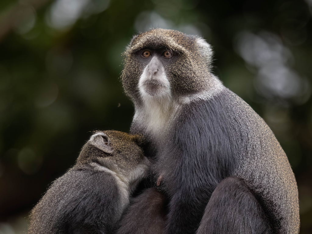Blue Monkey from Meru, TZ on July 17, 2024 at 02:37 PM by arian ...