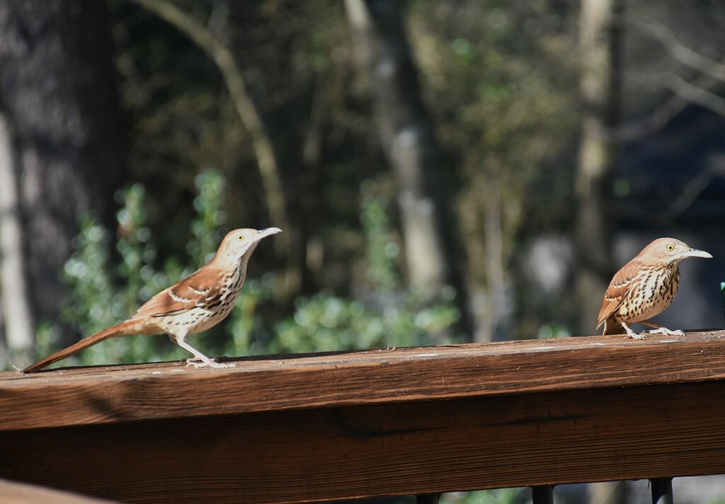 Brown Thrasher from Mountain Park, GA, USA on February 25, 2025 at 10: ...