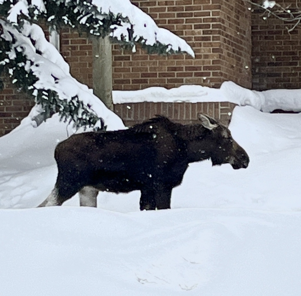 Moose from White River National Forest, Breckenridge, CO, US on March ...