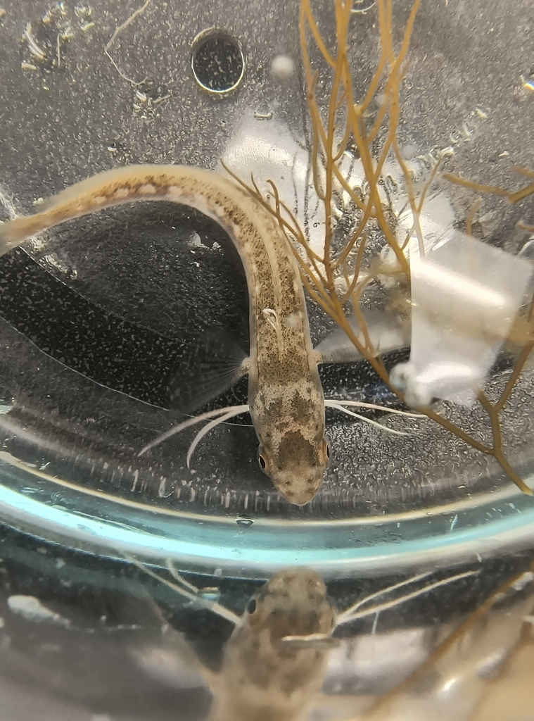 Spotted Hake from Accomack County, VA, USA on March 05, 2025 at 10:07 ...