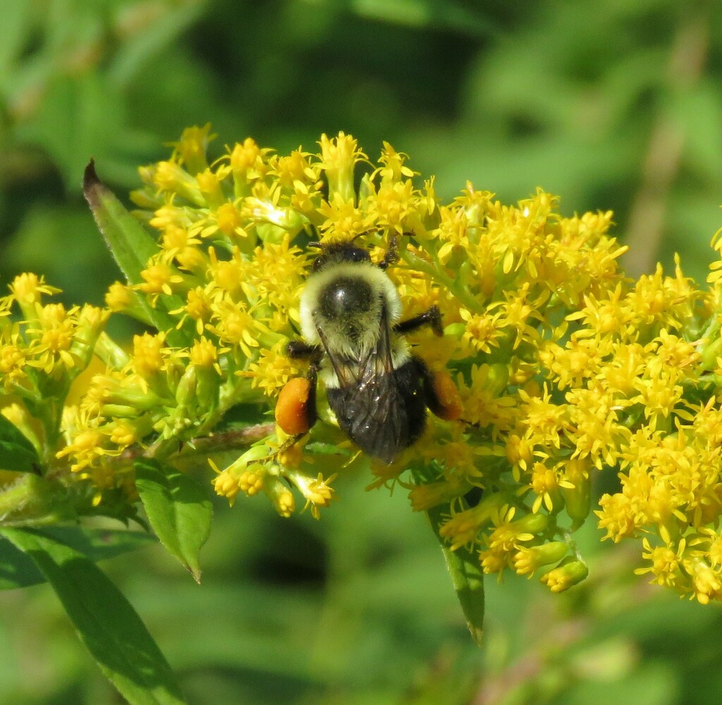 Common Eastern Bumble Bee from 431 E Rd, Milton, VT 05468, USA on ...