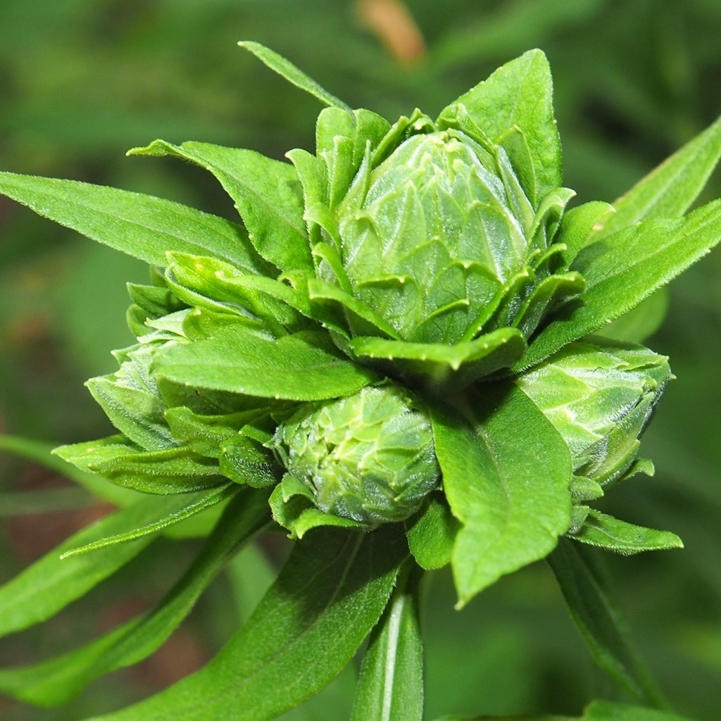 Goldenrod Brussels Sprout Gall Fly from 312 Burr Oak St, Albion, MI ...