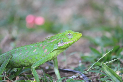 Great Crested Canopy Lizard (Bronchocela jubata) - Snakes and Lizards