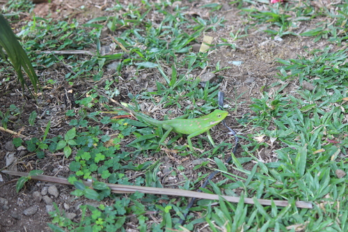 Great Crested Canopy Lizard (Bronchocela jubata) - Snakes and Lizards