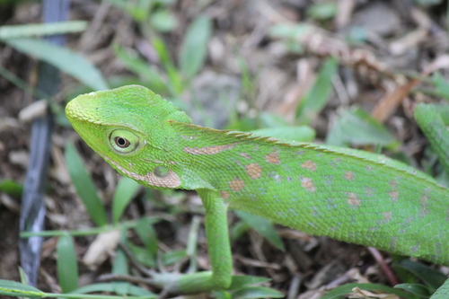 Great Crested Canopy Lizard (Bronchocela jubata) - Snakes and Lizards