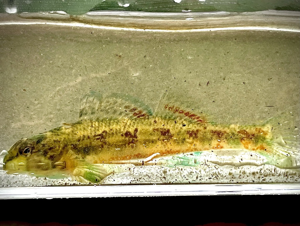 Alabama Darter from Cahaba Beach Rd, Birmingham, AL, US on March 5 ...