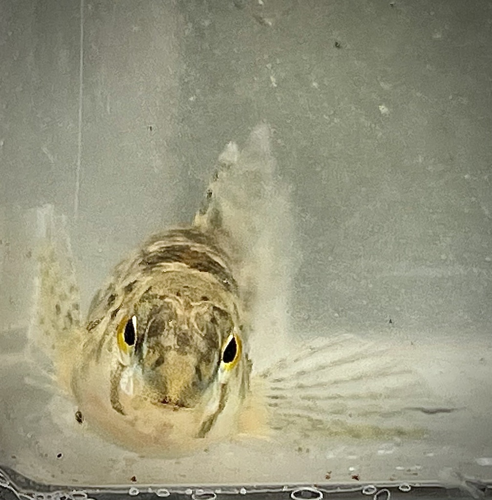Alabama Darter from Cahaba Beach Rd, Birmingham, AL, US on March 5 ...