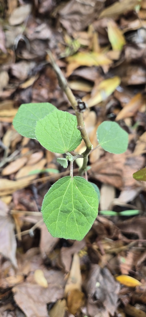 Caesar weed in March 2025 by Christopher Zuidema · iNaturalist
