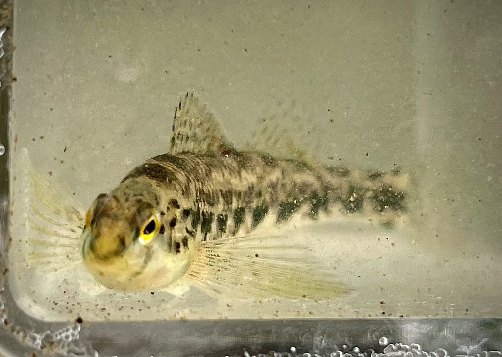 Alabama Darter from Cahaba Beach Rd, Birmingham, AL, US on March 5 ...