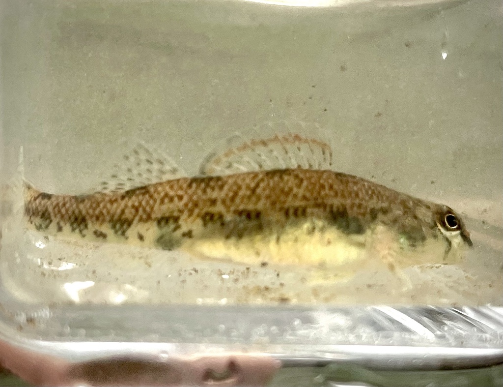 Typical Darters from Cahaba Beach Rd, Birmingham, AL, US on March 5 ...