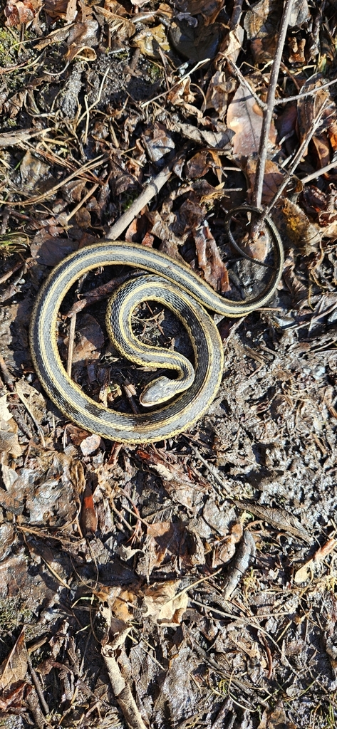 Common Garter Snake from Eden Prairie, MN 55346, USA on February 25 ...