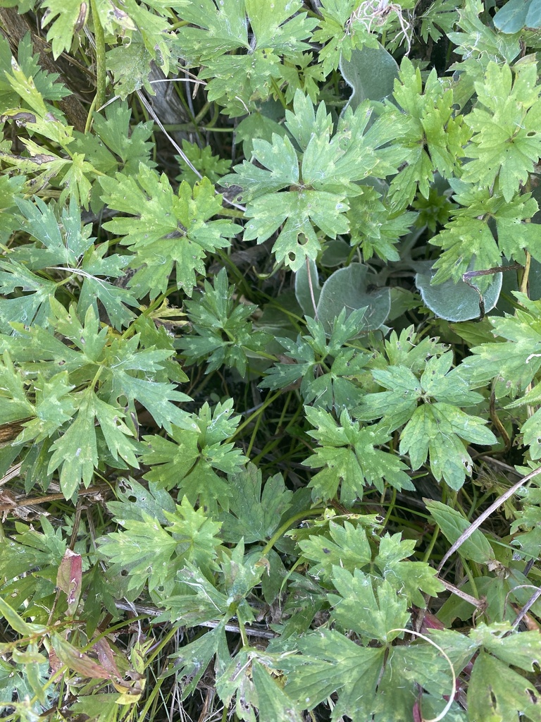 Creeping buttercup from Glenview, Ballindalloch, Scotland, GB on ...