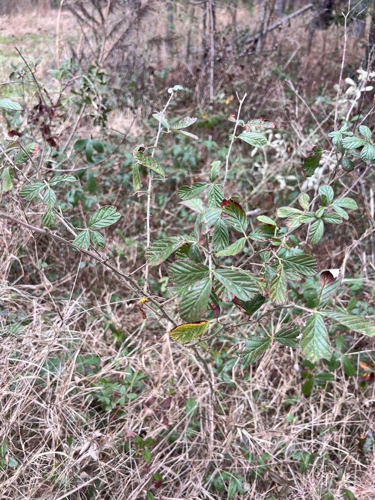 sand blackberry from Tifton, GA, US on February 11, 2025 at 11:55 AM by ...