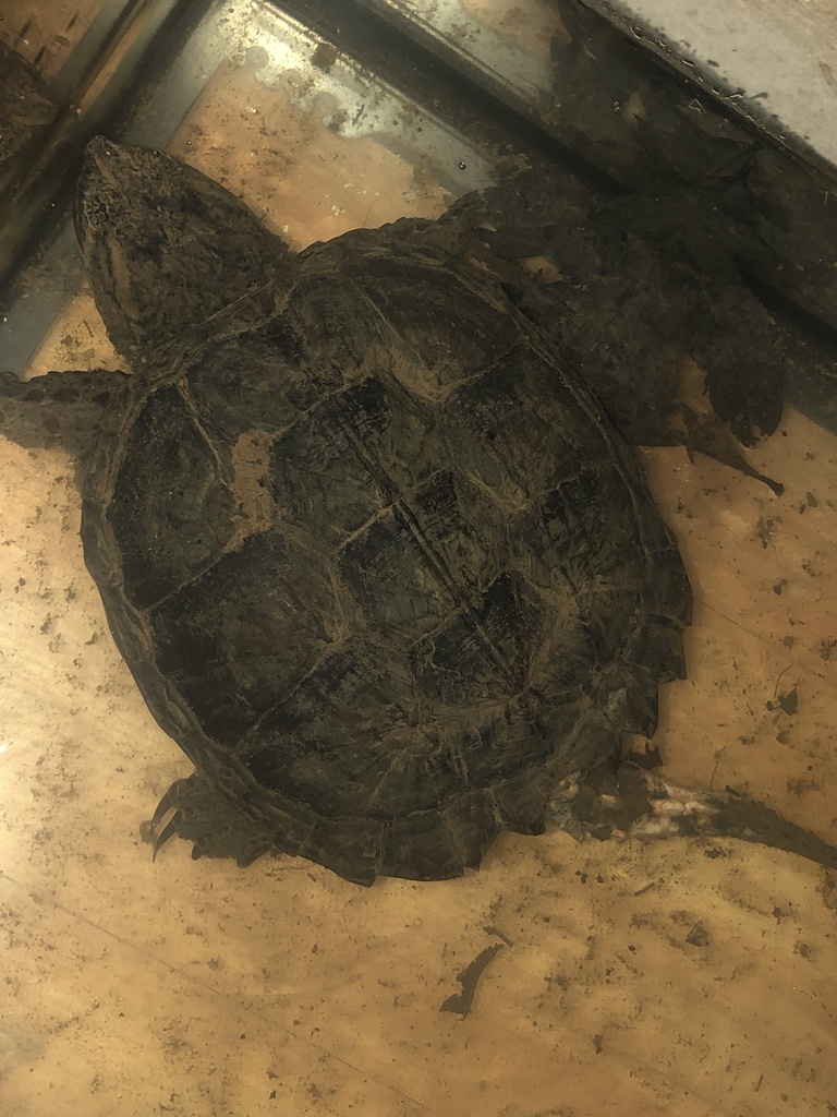 Common Snapping Turtle from Paul Beck Rd, Lexington, NC, US on ...