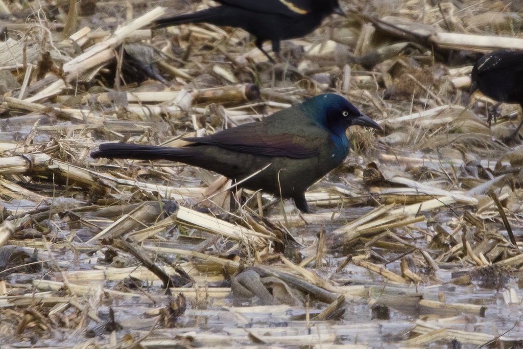 Common Grackle from Gratiot County, MI, USA on March 5, 2025 at 11:59 ...