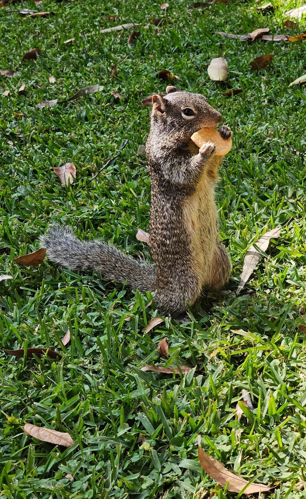 Rock Squirrel from Santa María Tequepexpan, San Pedro Tlaquepaque, Jal ...