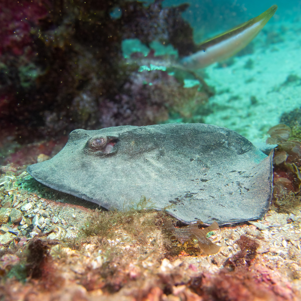 Common Stingaree from Little Drum, Jervis Bay, NSW, Australia on ...