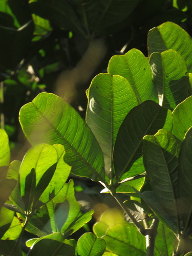 Pachira pulchra · iNaturalist Ecuador