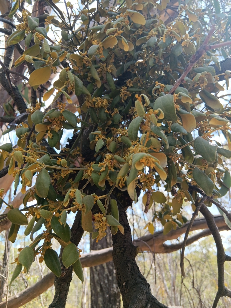 golden mistletoe from Murrurundi NSW 2338, Australia on February 27 ...