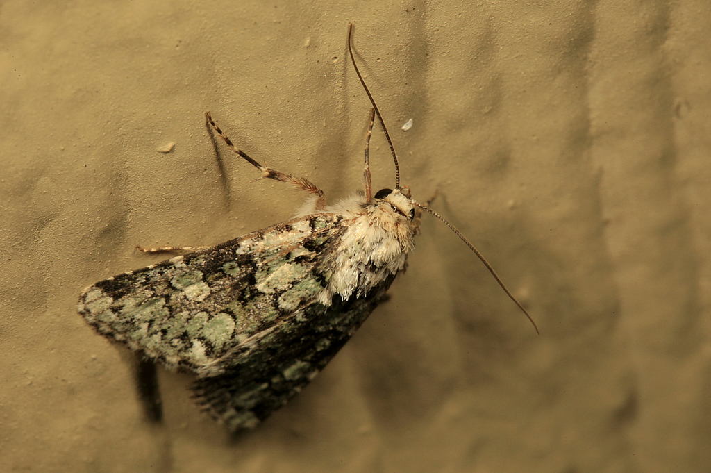 Collared Arches Moth from Park County, WY, USA on July 10, 2012 at 11: ...