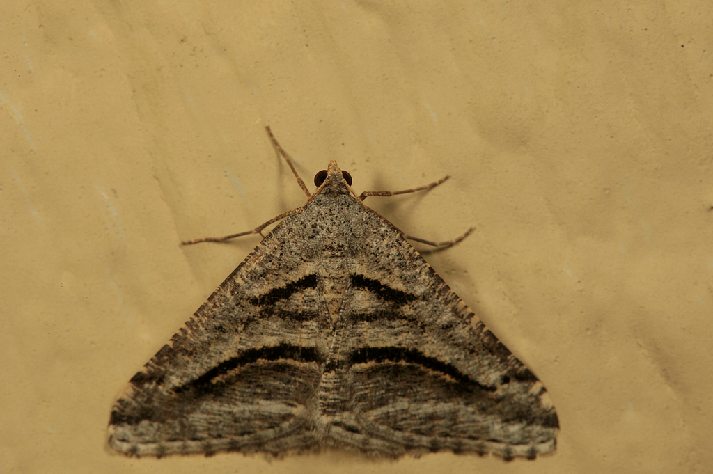 Digrammia from Lamar Bufallo Ranch, Park County, WY, USA on July 10 ...