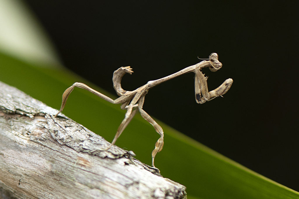 Pseudovates from Trelawny Parish, Jamaica on March 5, 2025 at 12:08 PM ...