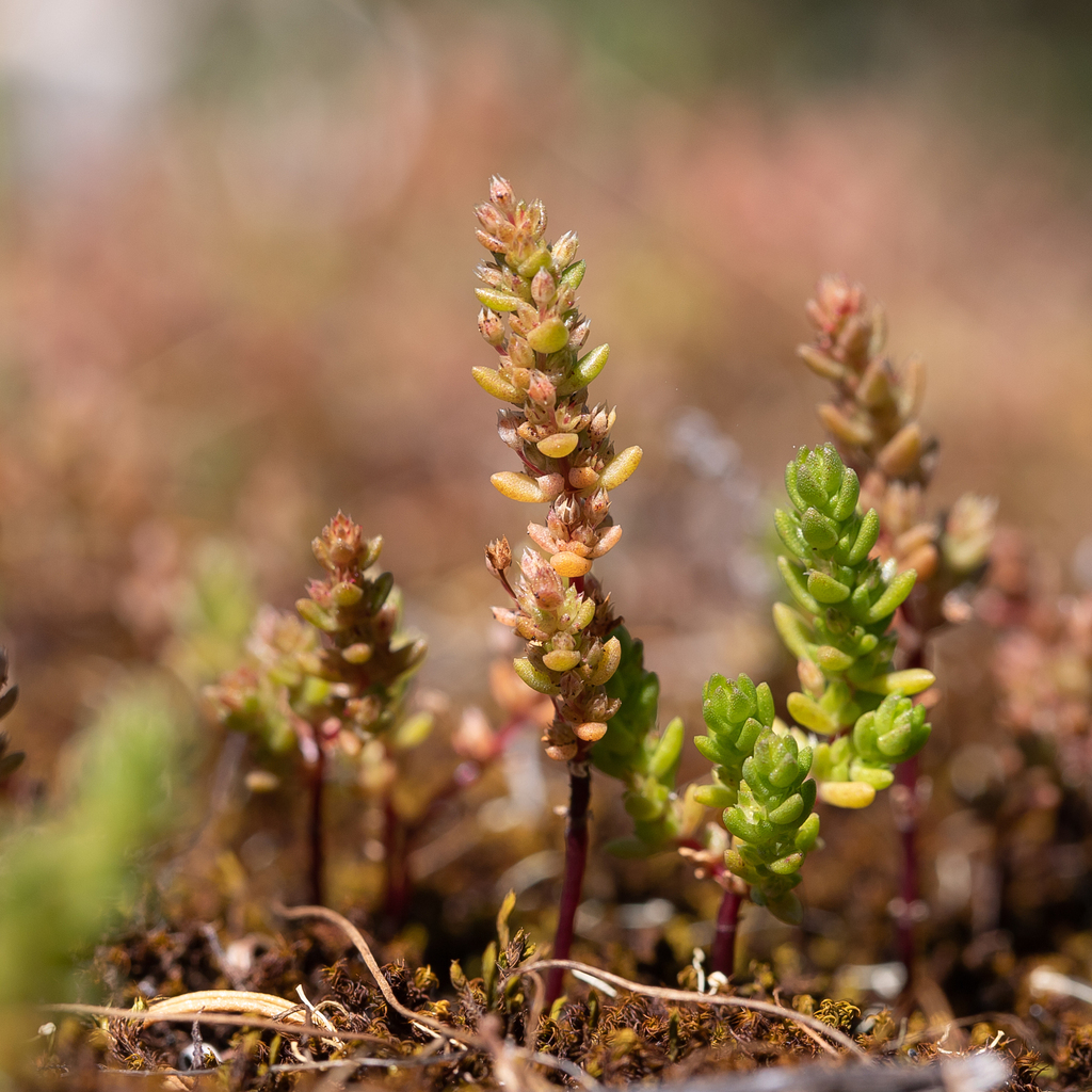 Crassula colligata from Inneston SA 5577, Australia on September 16 ...