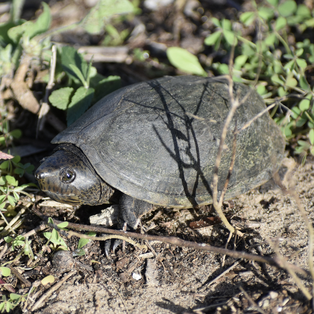 Loggerhead Musk Turtle from Levy County, FL, USA on March 5, 2025 at 05 ...