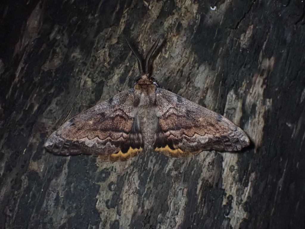 Batwing Moth from 36 Woodlands Rd, Tuerong VIC 3915, Australia on May ...