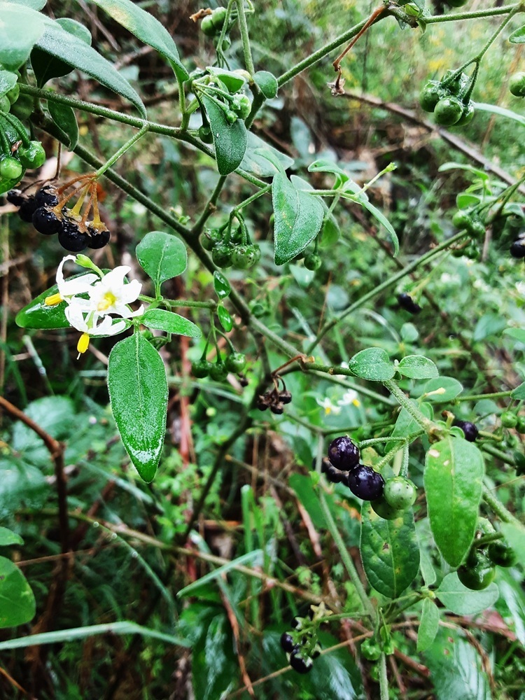 tall nightshade from Wallerawang NSW 2845, Australia on March 4, 2025 ...