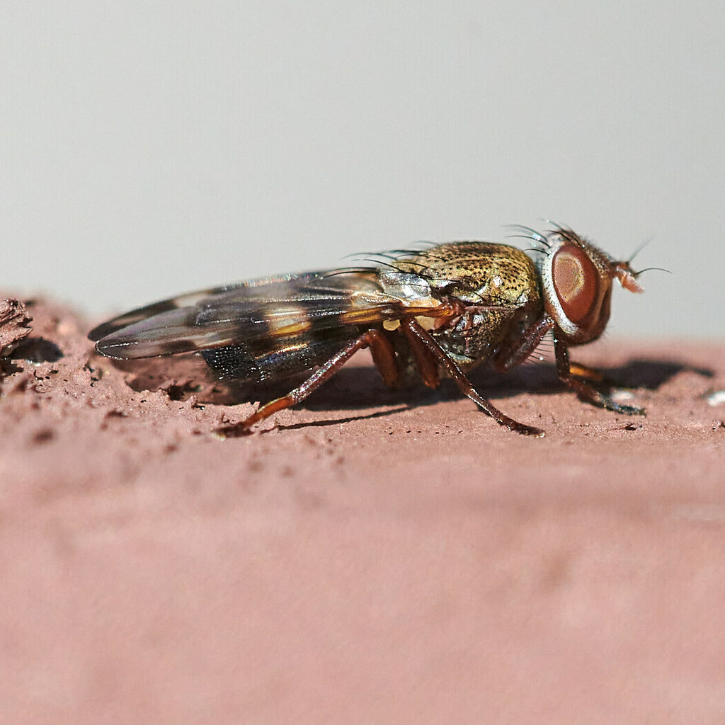 Narrow-Banded Picture-Winged Fly from Okanagan-Similkameen, BC, Canada ...