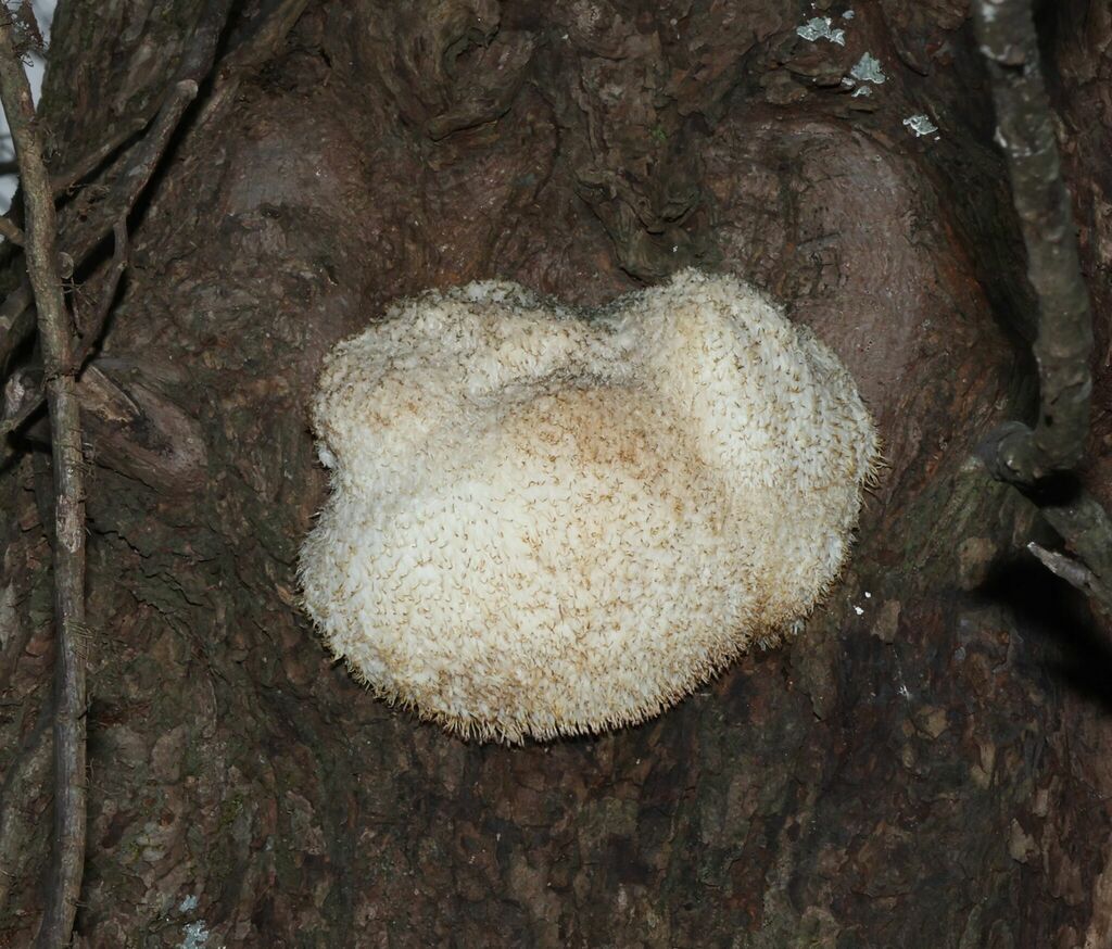 lion's-mane mushroom in December 2024 by lynath. Two weeks after ...