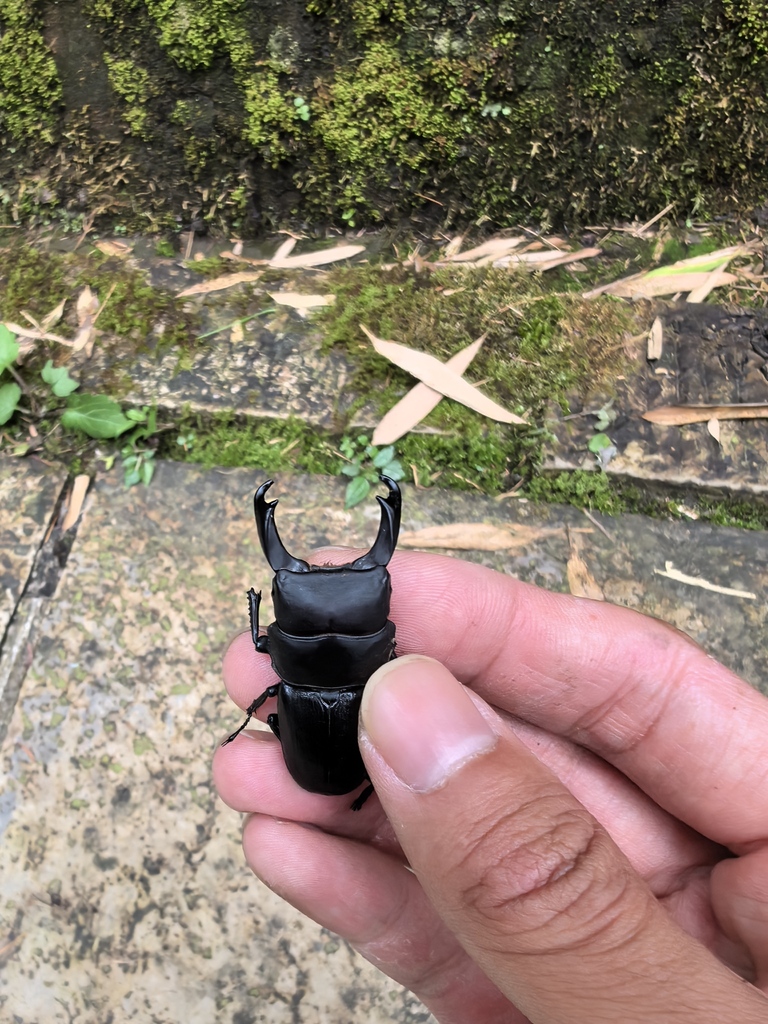 Dorcus mencius from 中国四川省乐山市峨眉山市 on July 30, 2024 at 07:03 PM by wli777 ...