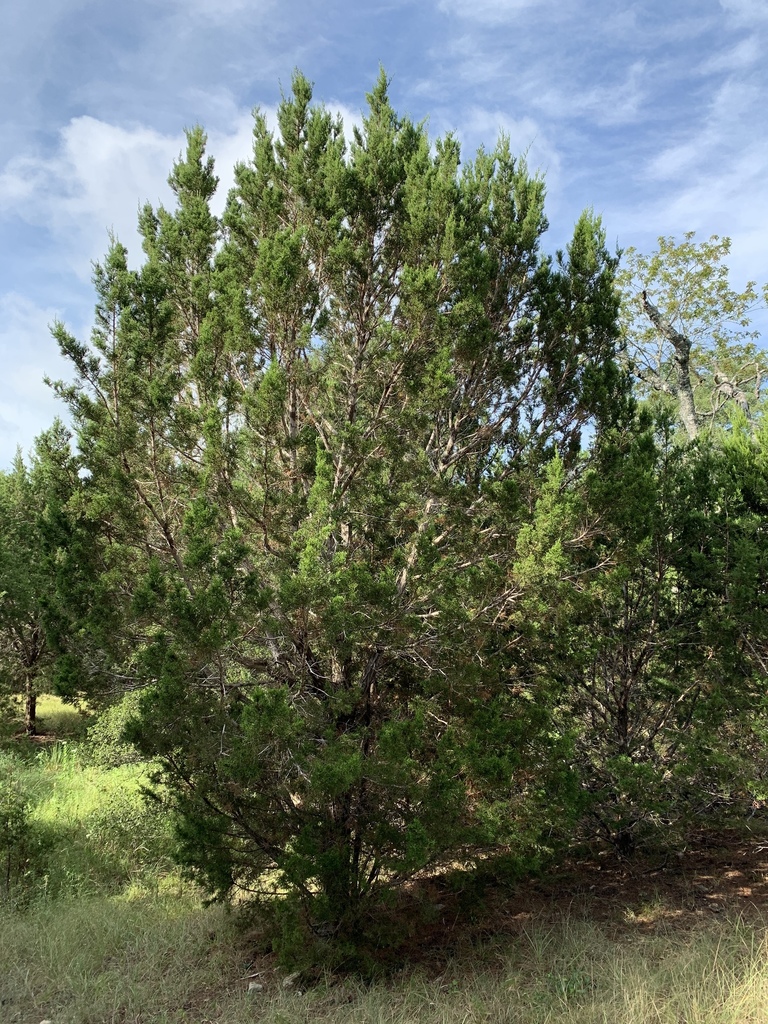 Ashe juniper (Plants of Mockingbird Nature Park, Midlothian, Texas ...