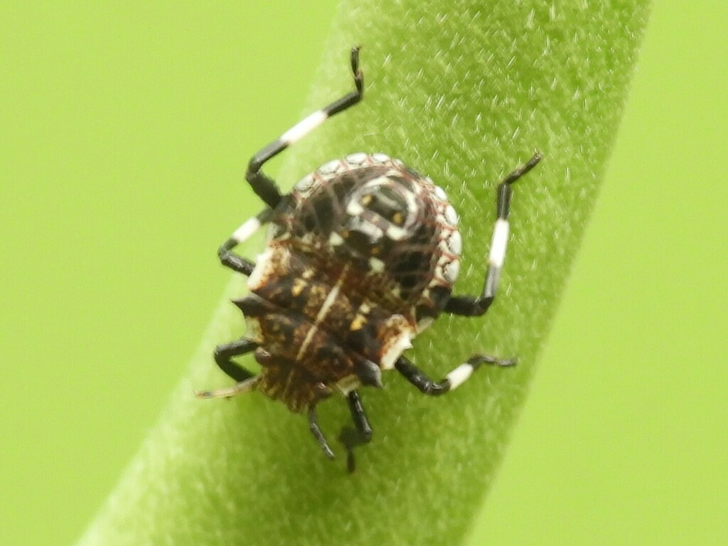 Oncocoris from Coomba Park NSW 2428, Australia on March 6, 2025 at 09: ...