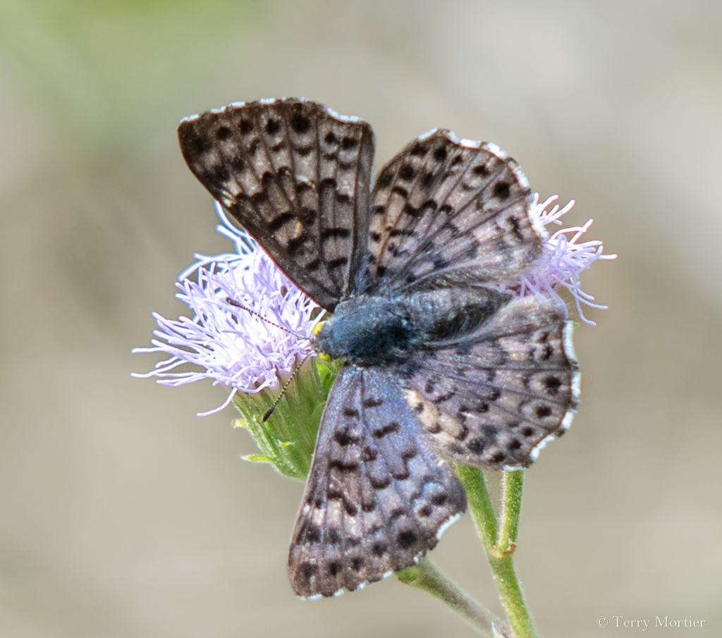 Blue Metalmark from Brownsville, TX, USA on March 4, 2025 at 02:24 PM ...