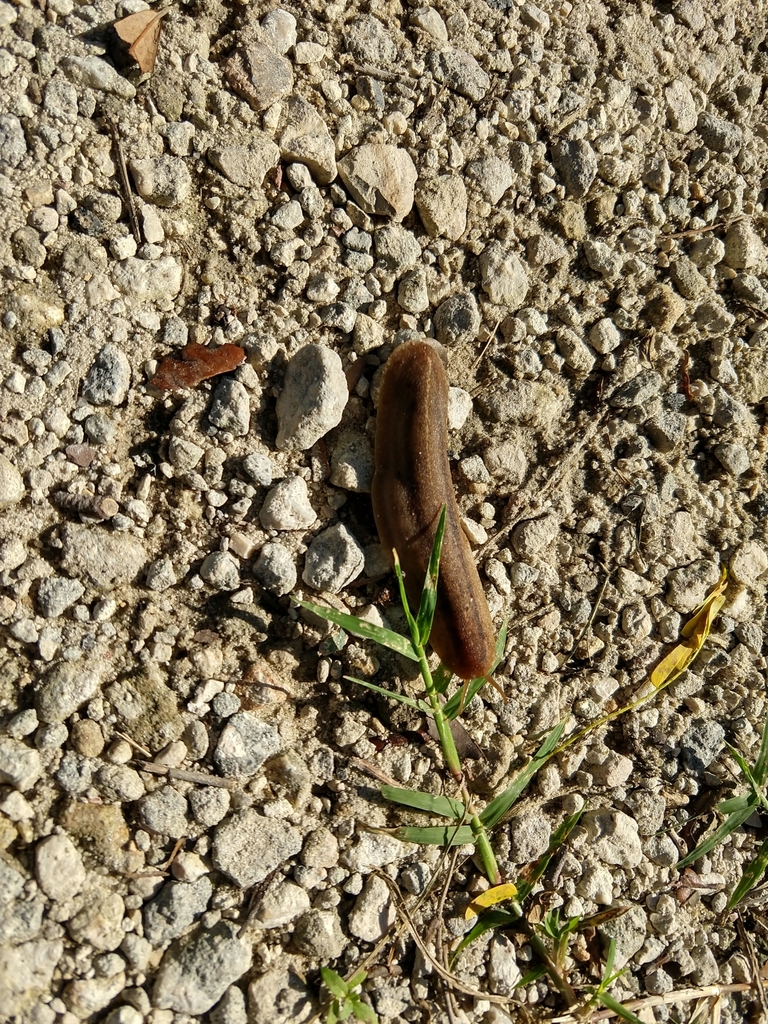 Florida Leatherleaf Slug from St Cloud, FL 34773, USA on August 07 ...