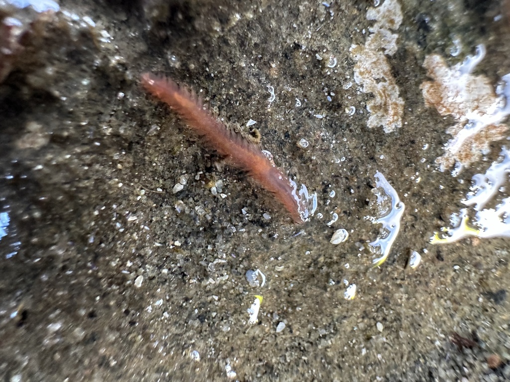 Bat star worm from Bellingham Bay, Bellingham, WA, US on March 5, 2025 ...