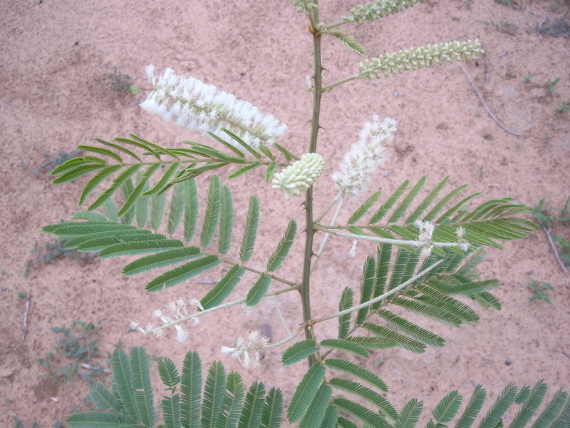 (Senegalia macrostachya) - Botanical Realm