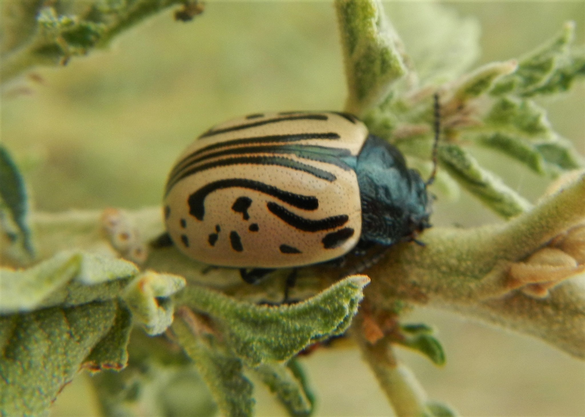 Calligrapha dislocata (Rogers, 1856)
