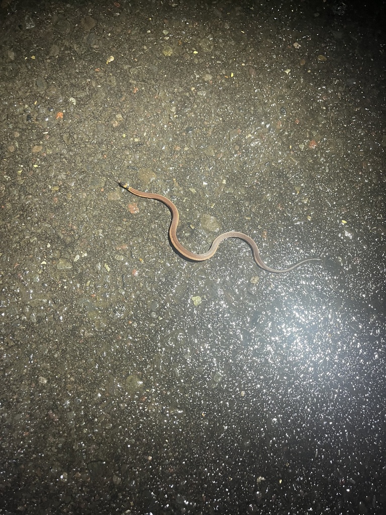 Red Coffee Snake from Arenal Volcano National Park, San Carlos ...