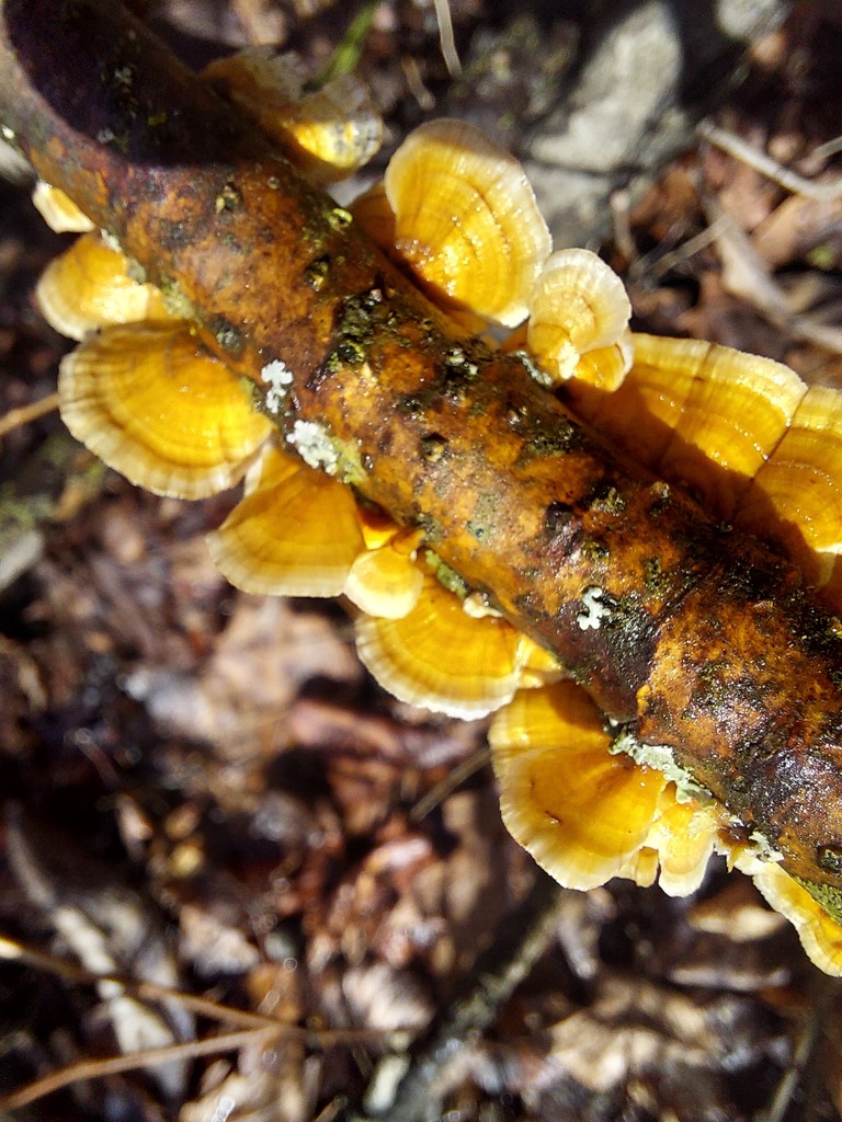 crowded parchment from Reid Conservation Area, 799-601 Duthill Rd ...