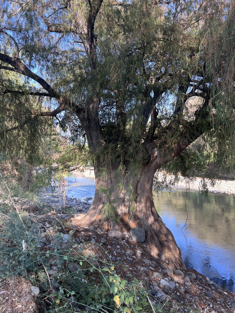 Ahuehuete desde Amacuzac, Mor., MX el 25 de febrero de 2025 a las 04:36 ...