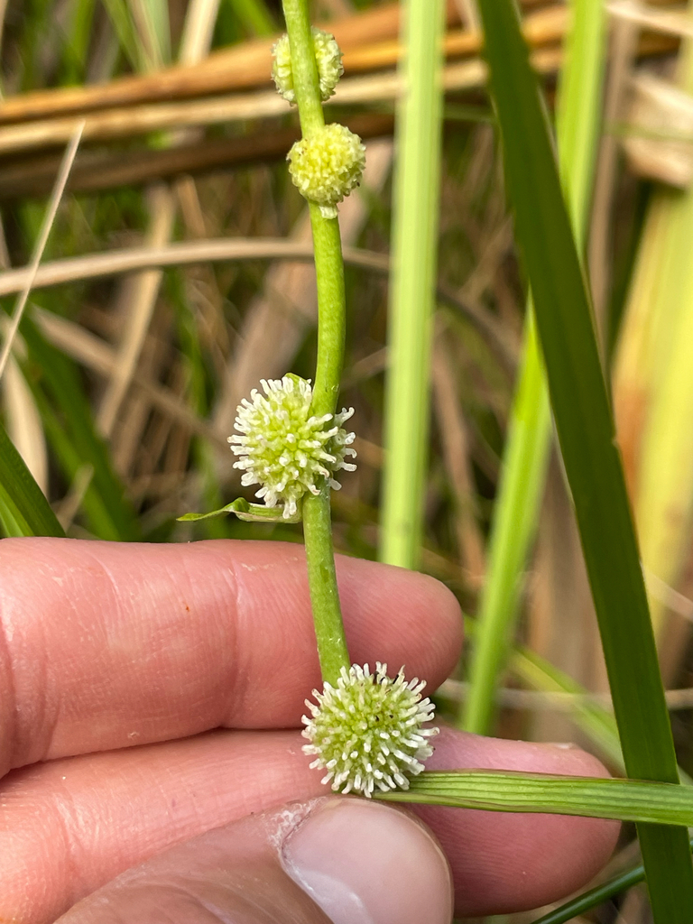 Floating Bur-reed from Corlett Rd, Porirua, Wellington, NZ on March 06 ...