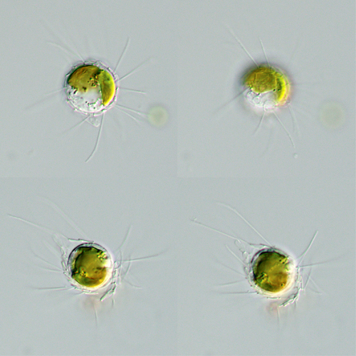 Mallomonas globosa · iNaturalist